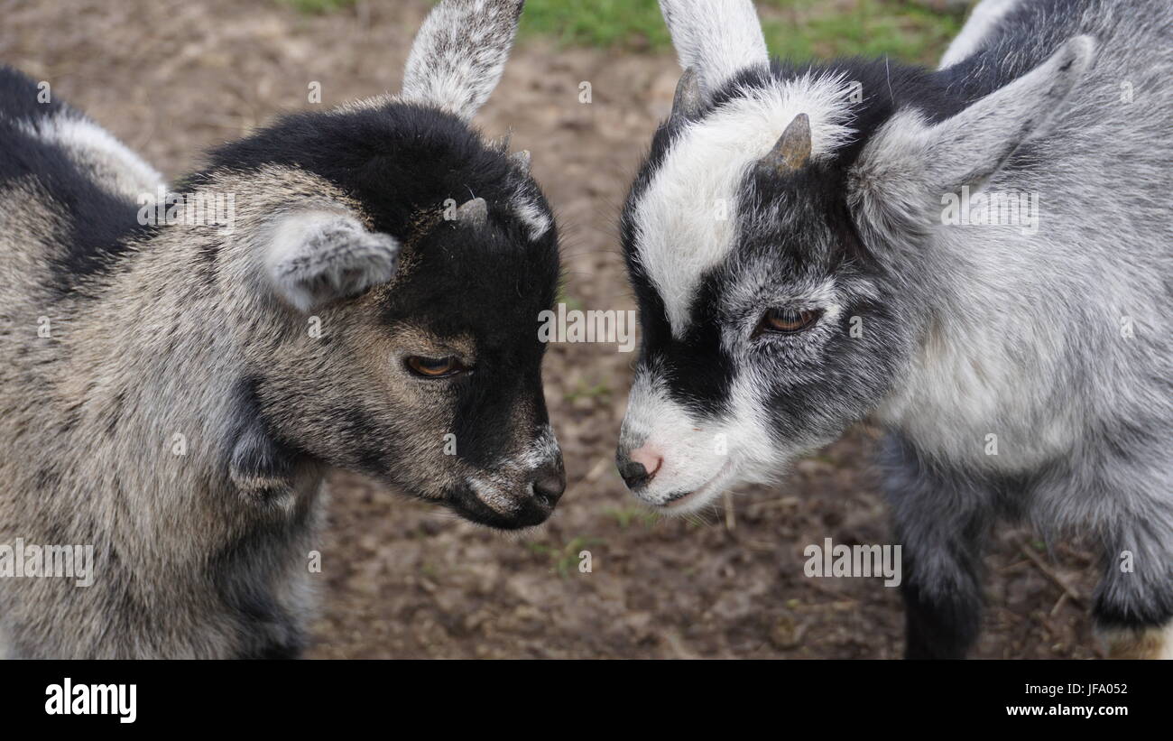 the humble goat Stock Photo - Alamy