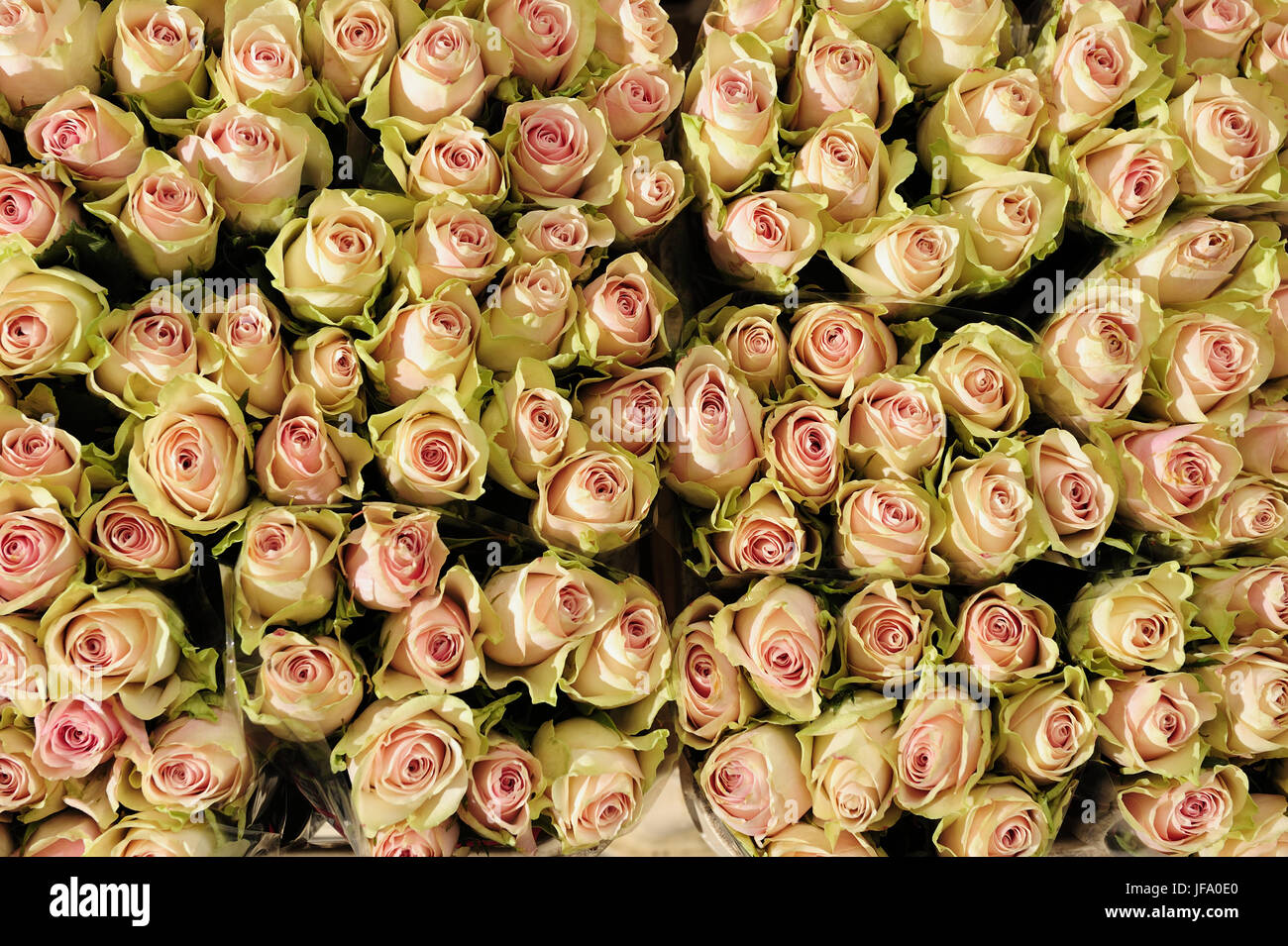 bloom, blooming, blooms, blossoms, botanic, botanical, botanics, close ...