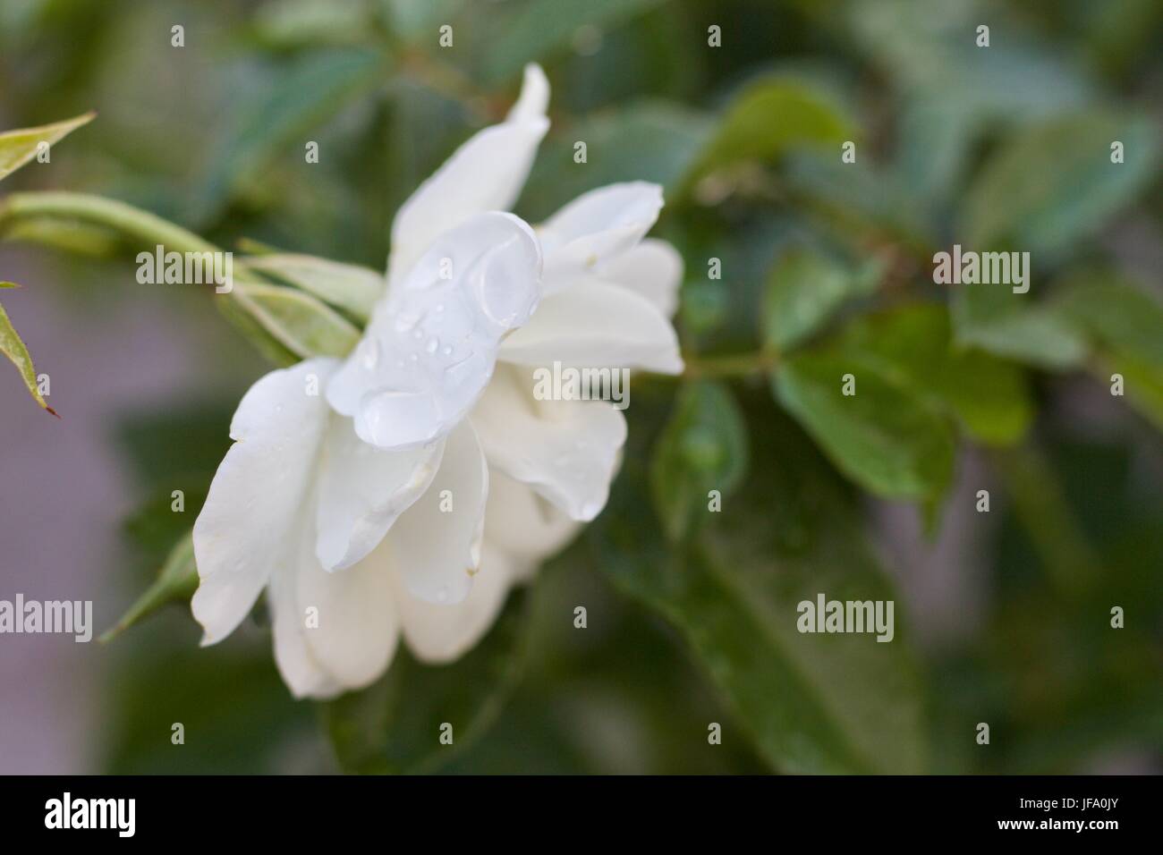 Mesmerizing flowers hi-res stock photography and images - Alamy