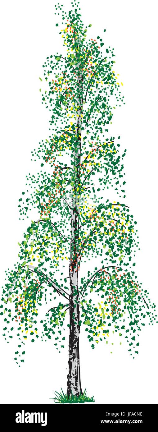 Birch photo Stock Vector Images - Alamy