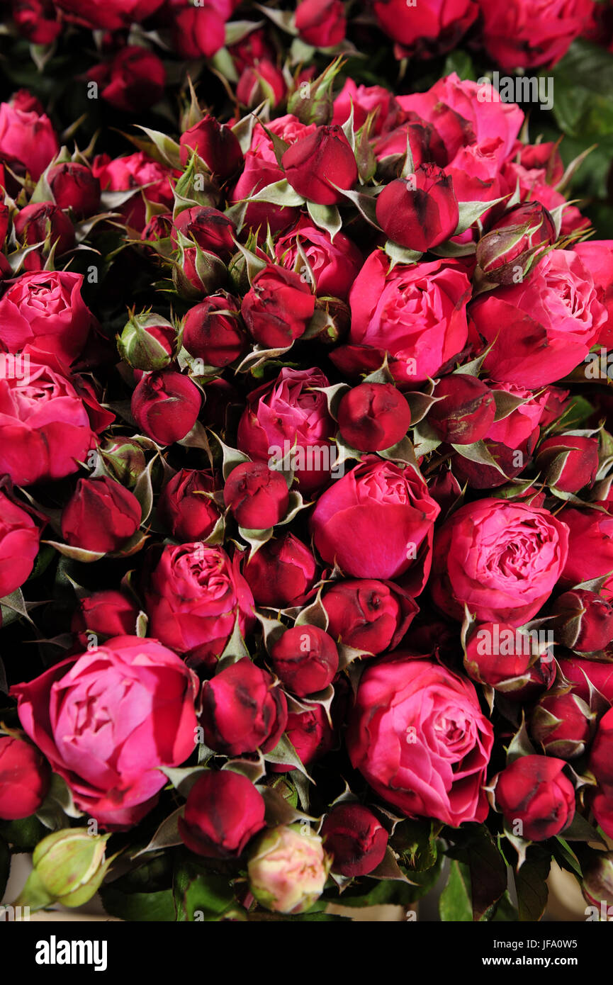 bloom, blooming, blooms, blossoms, botanic, botanical, botanics, close ...