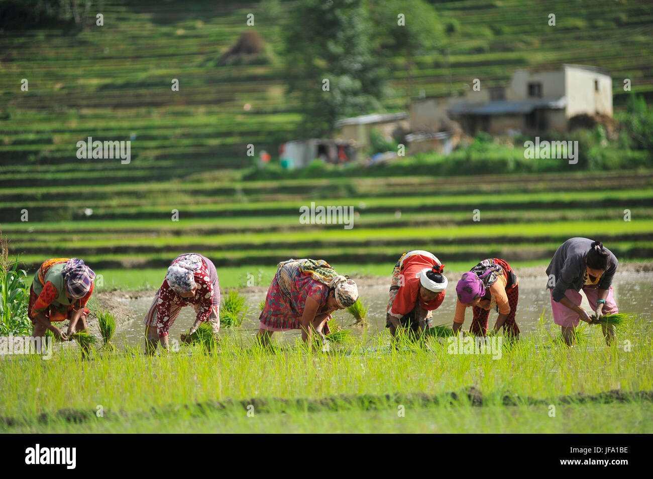 Kathmandu, Nepal. 29th June, 2017. Nepalese farmer's plants Rice ...