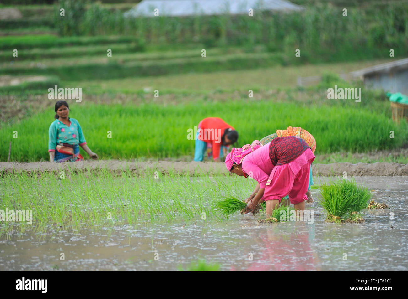 Kathmandu, Nepal. 29th June, 2017. Nepalese farmer's plants Rice ...
