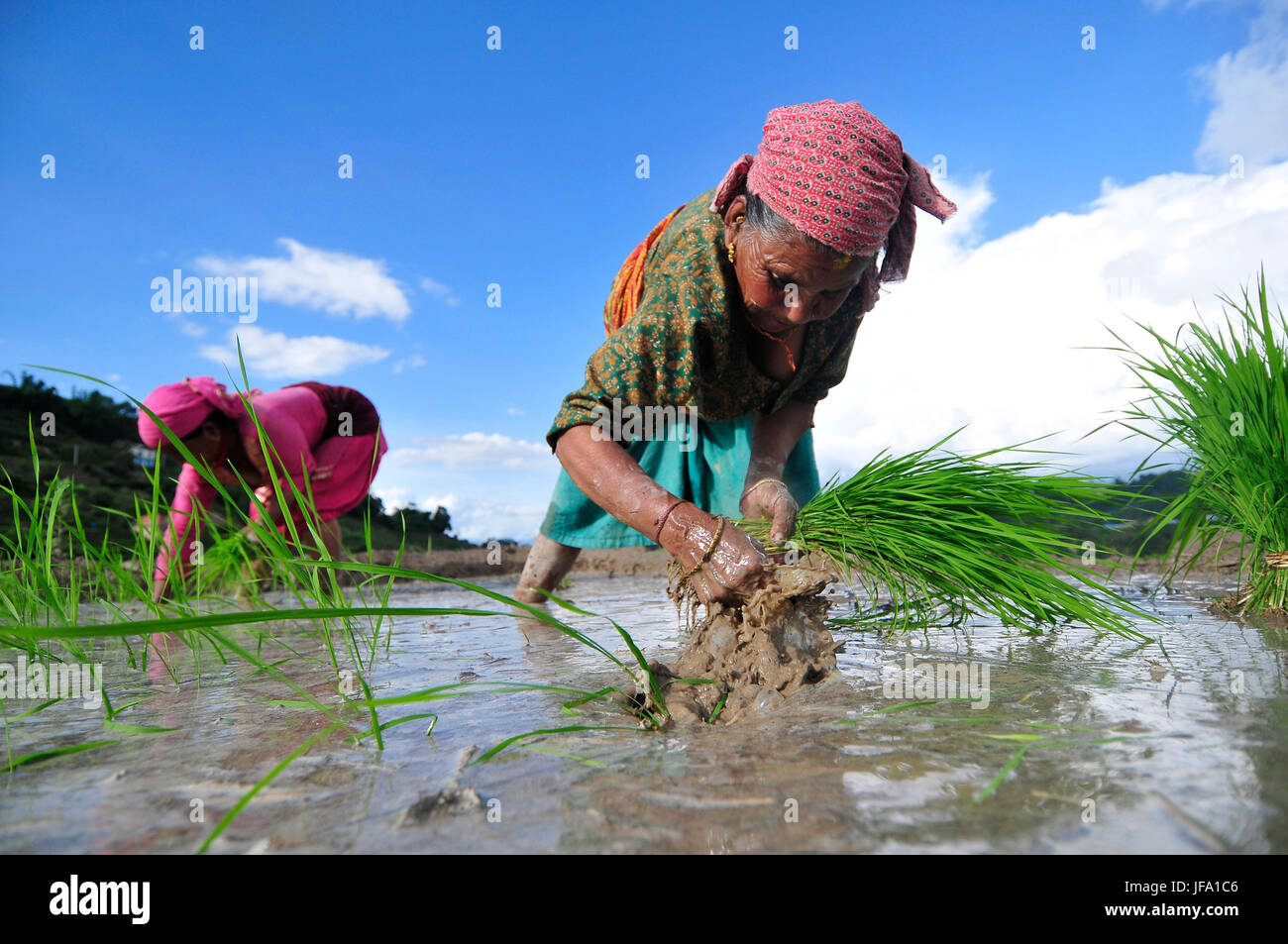 Kathmandu, Nepal. 29th June, 2017. Nepalese farmer's plants Rice ...