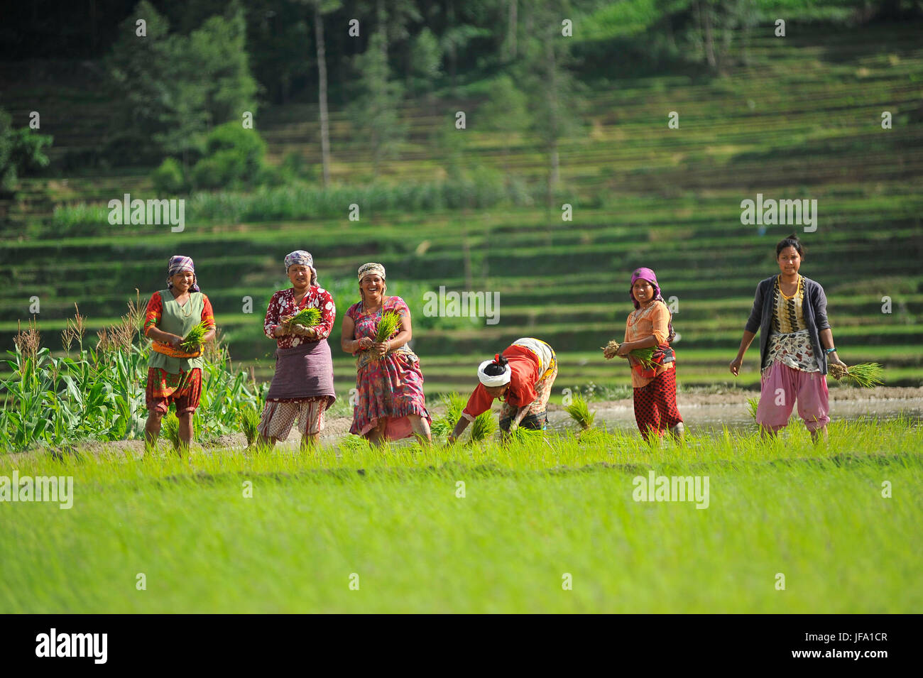 Nepal rice planting festival hi-res stock photography and images - Alamy