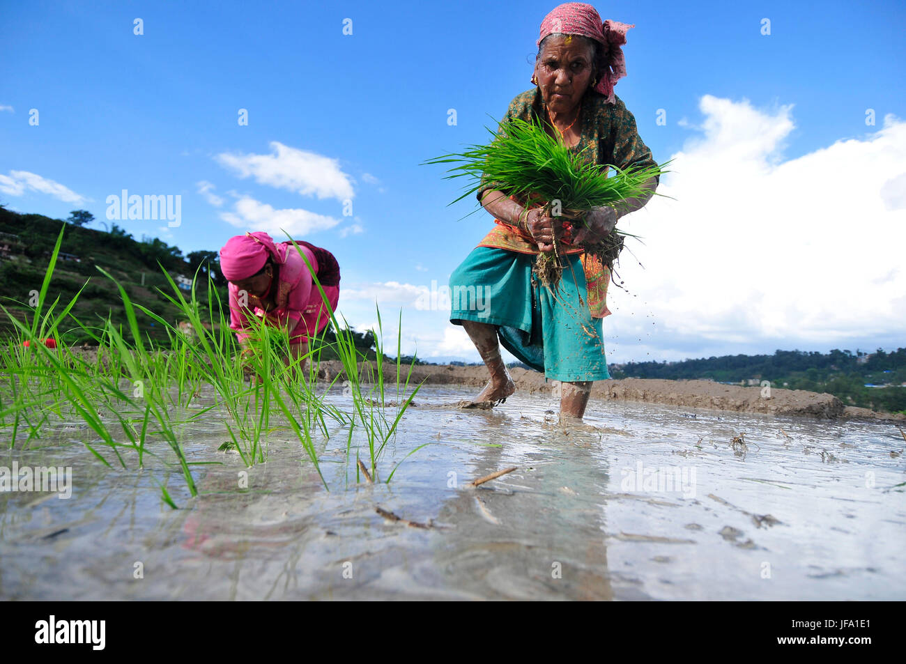 Kathmandu, Nepal. 29th June, 2017. Nepalese farmer's plants Rice ...