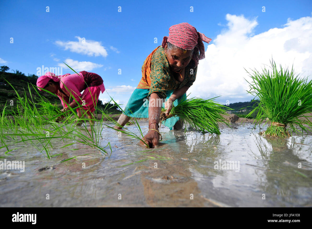 Kathmandu, Nepal. 29th June, 2017. Nepalese farmer's plants Rice ...