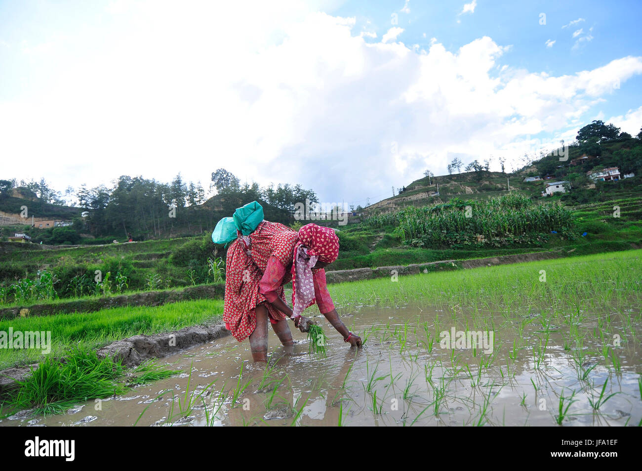 Kathmandu, Nepal. 29th June, 2017. Nepalese farmer's plants Rice ...