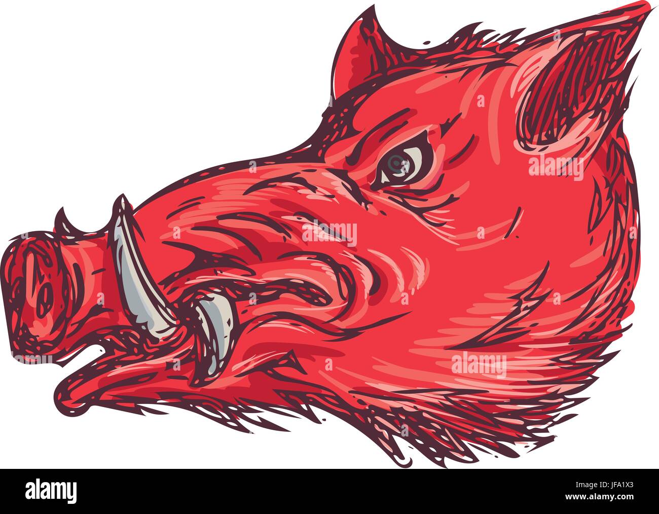 Wild Boar Razorback Head Side Drawing Stock Vector Image & Art - Alamy