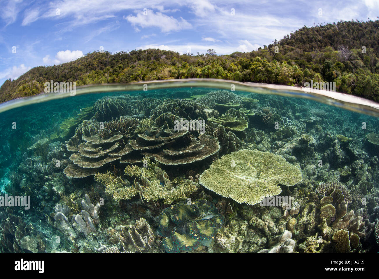 Healthy corals grow just below the surface near a limestone island in ...
