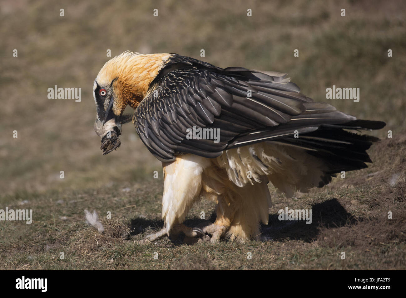 bearded vulture with a bone Stock Photo - Alamy