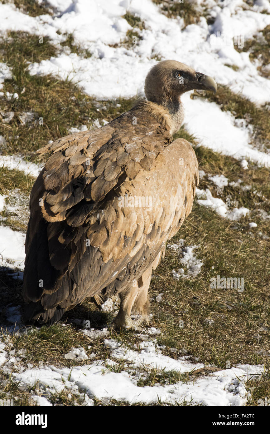 Eurasian plateau hi-res stock photography and images - Alamy