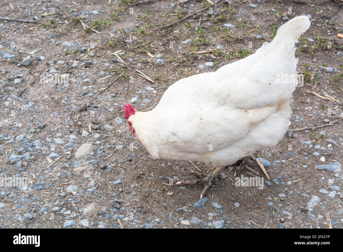 Chicken is running hi-res stock photography and images - Alamy