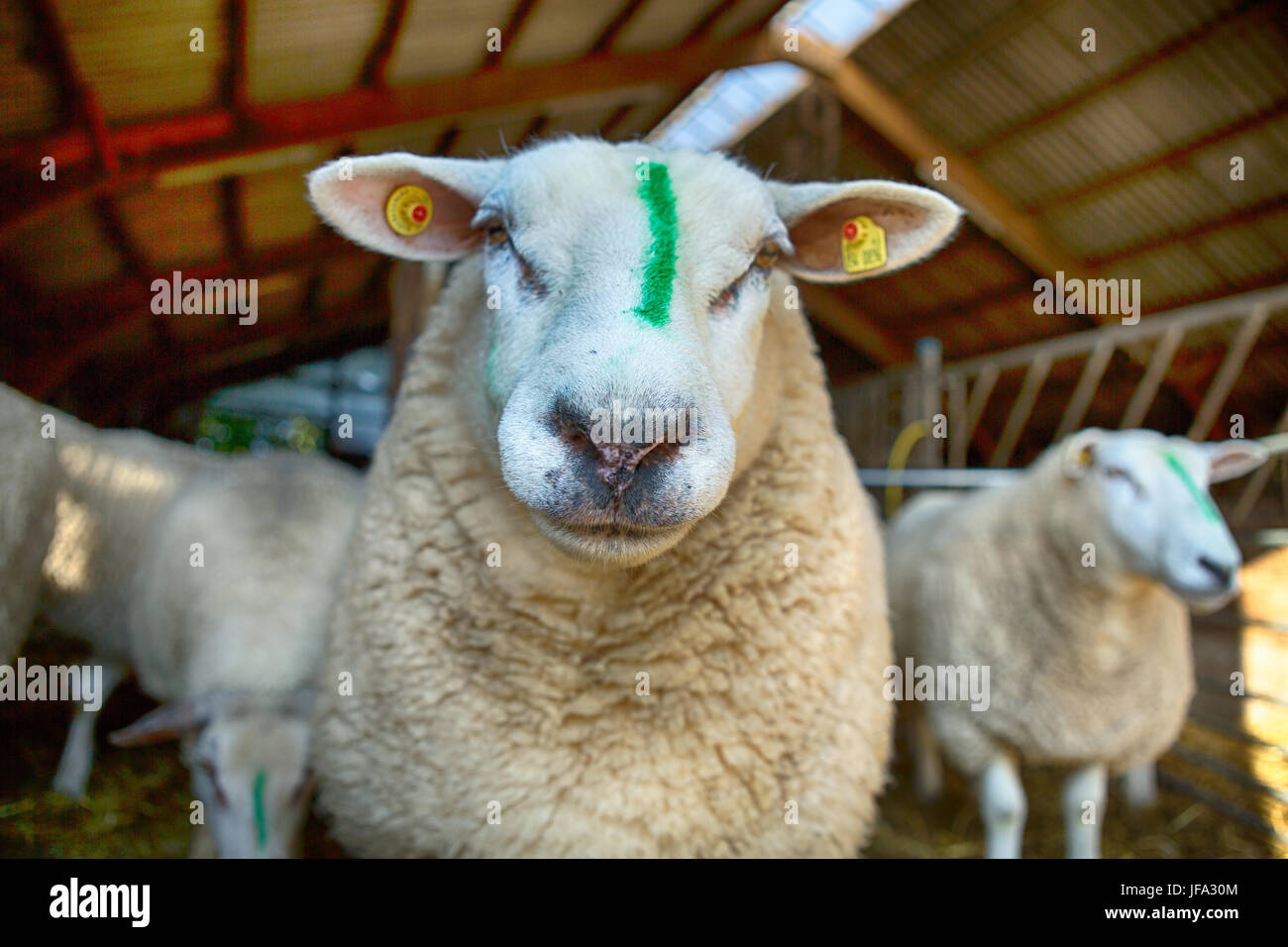 Scheune schaf hi-res stock photography and images - Alamy