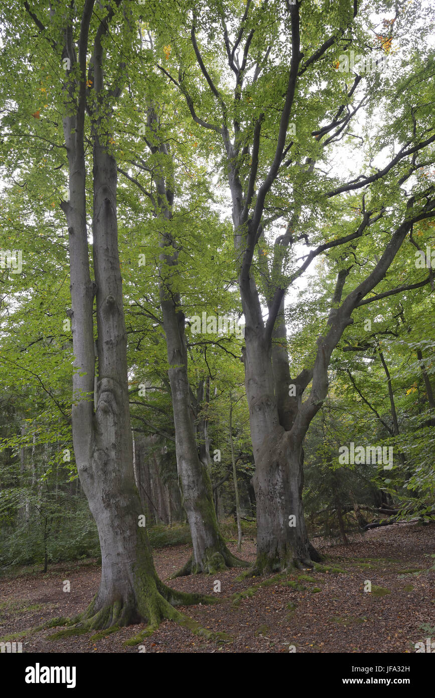 European beech forest Stock Photo - Alamy
