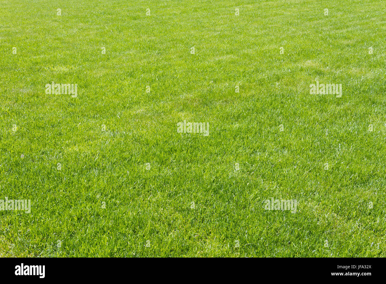 Frisches gras hi-res stock photography and images - Alamy