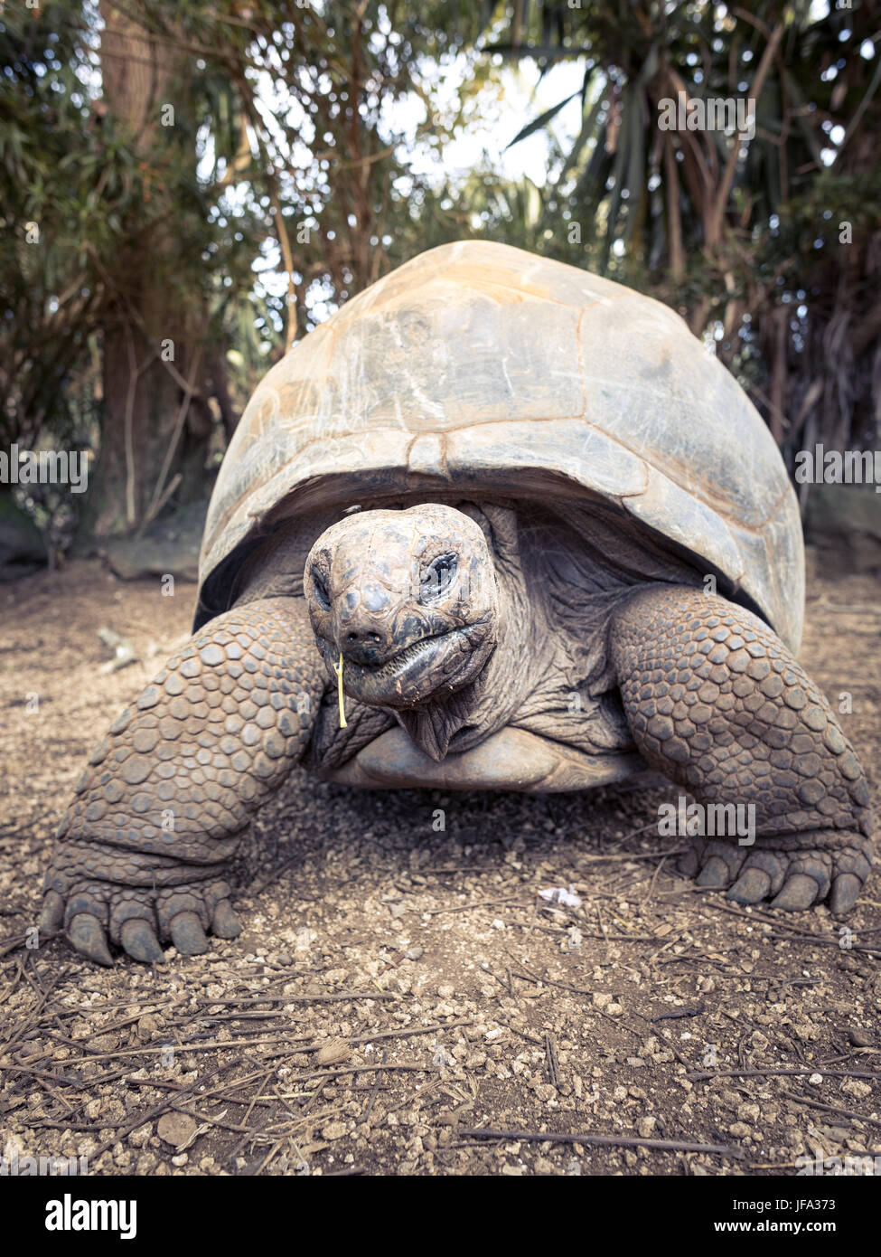 Aldabra giant tortoise Stock Photo - Alamy