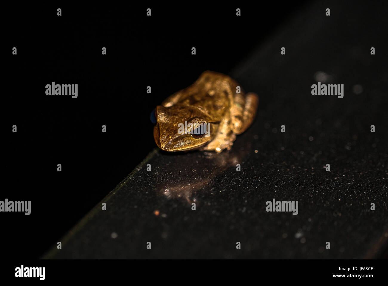 small brown frog in cambodia Stock Photo - Alamy