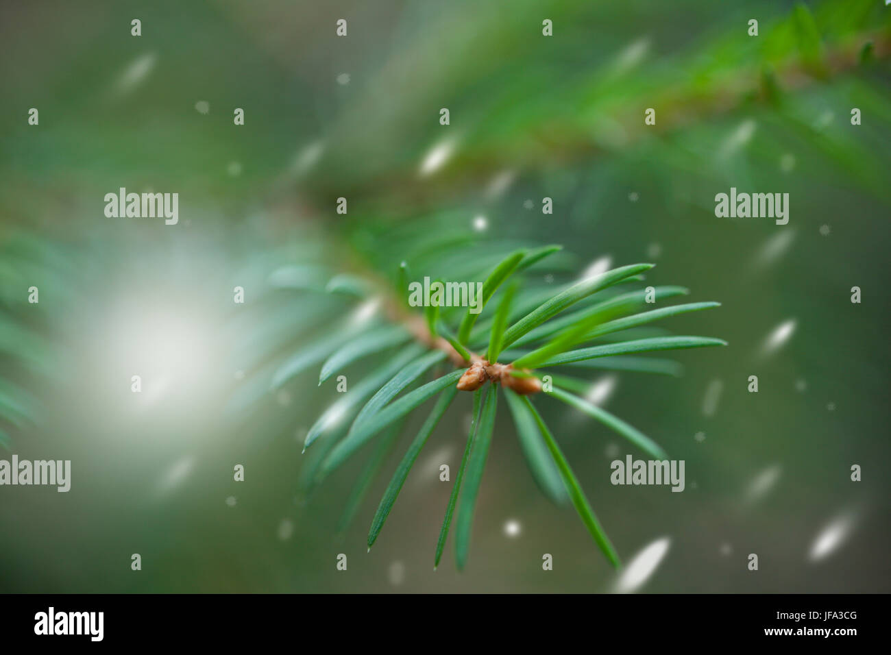 Snow spruce tree hi-res stock photography and images - Alamy