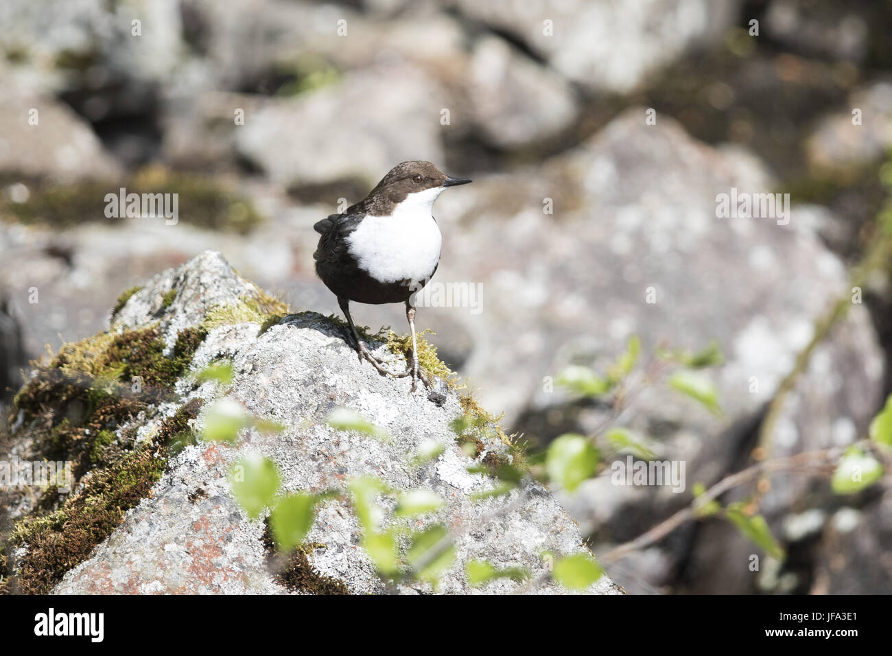 european dipper on the rock Stock Photo - Alamy