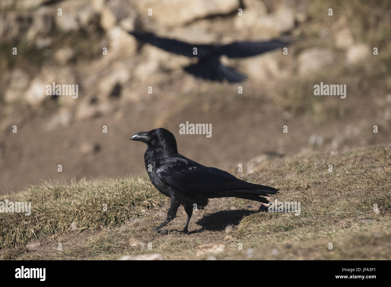 Raven kolkrabe hi-res stock photography and images - Alamy