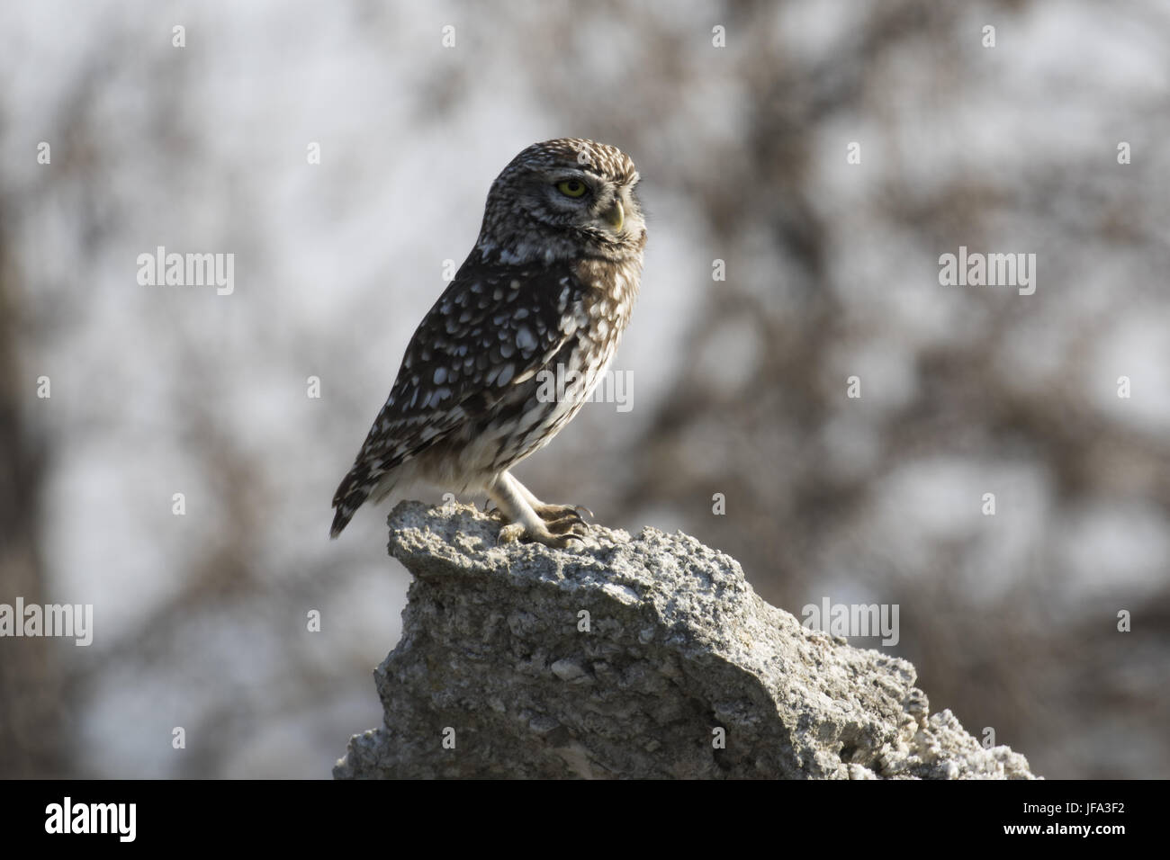 Rock owl hi-res stock photography and images - Alamy