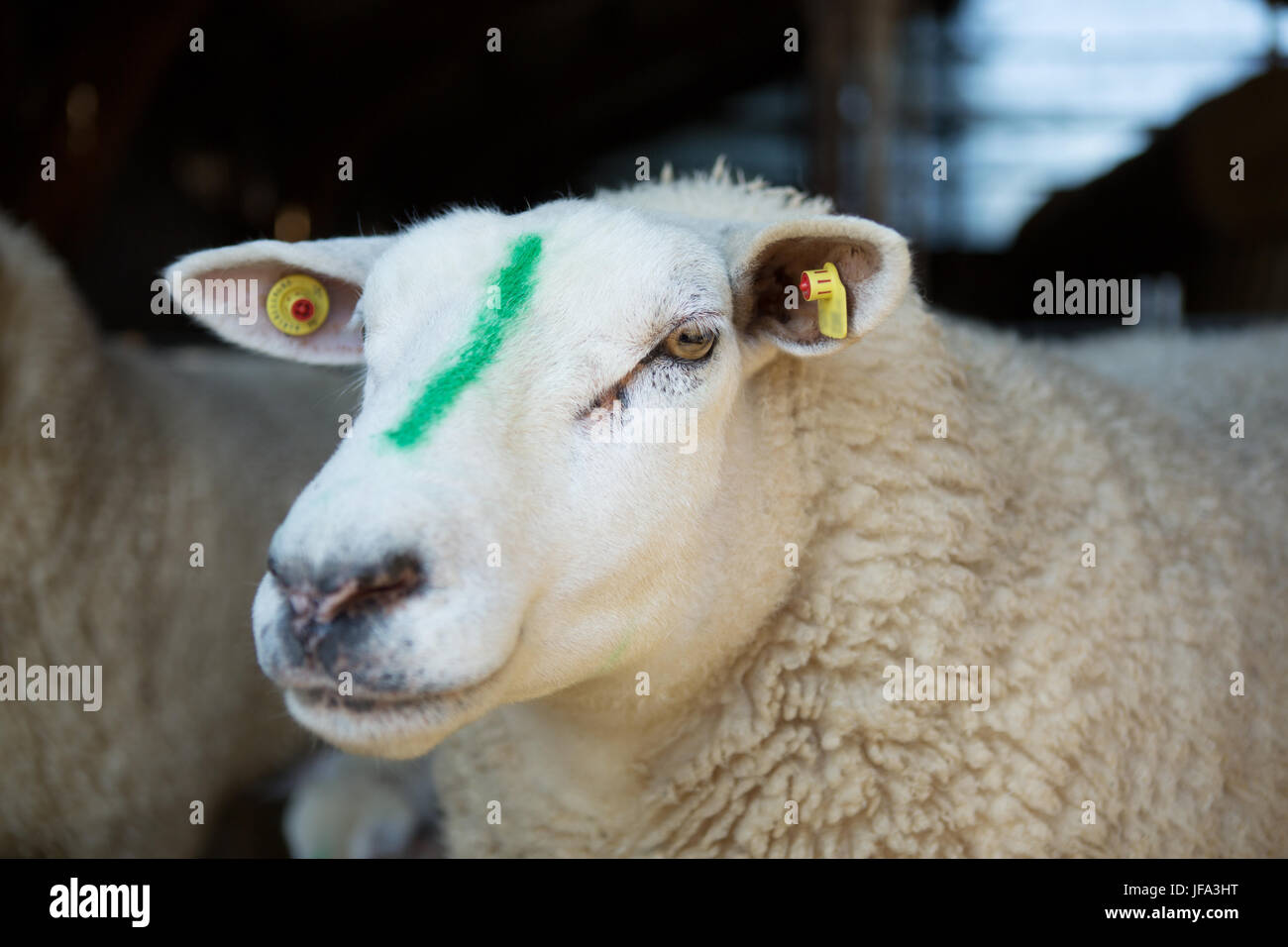 Sheep grid hi-res stock photography and images - Alamy