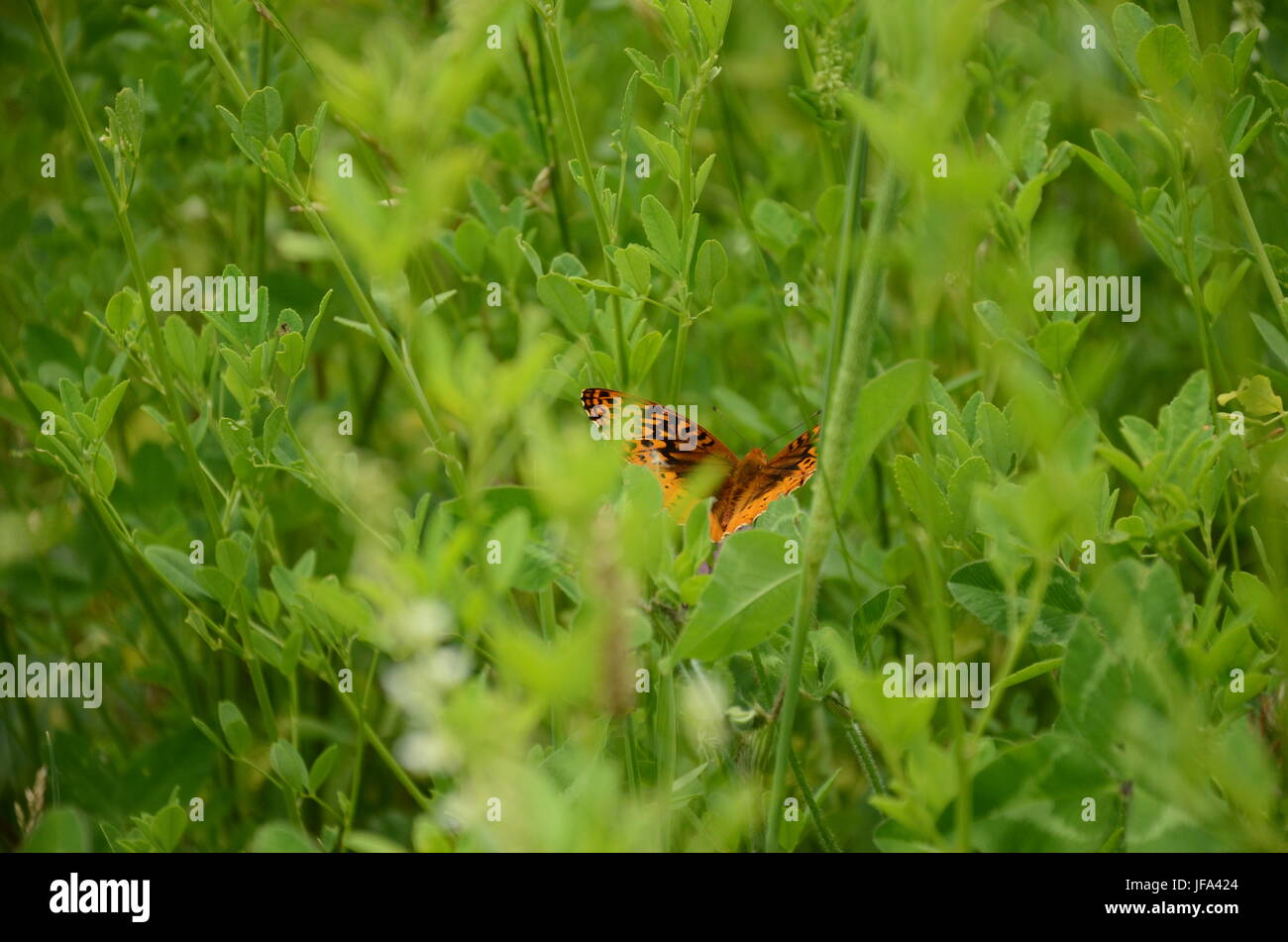 Butterfly in a Field Stock Photo - Alamy
