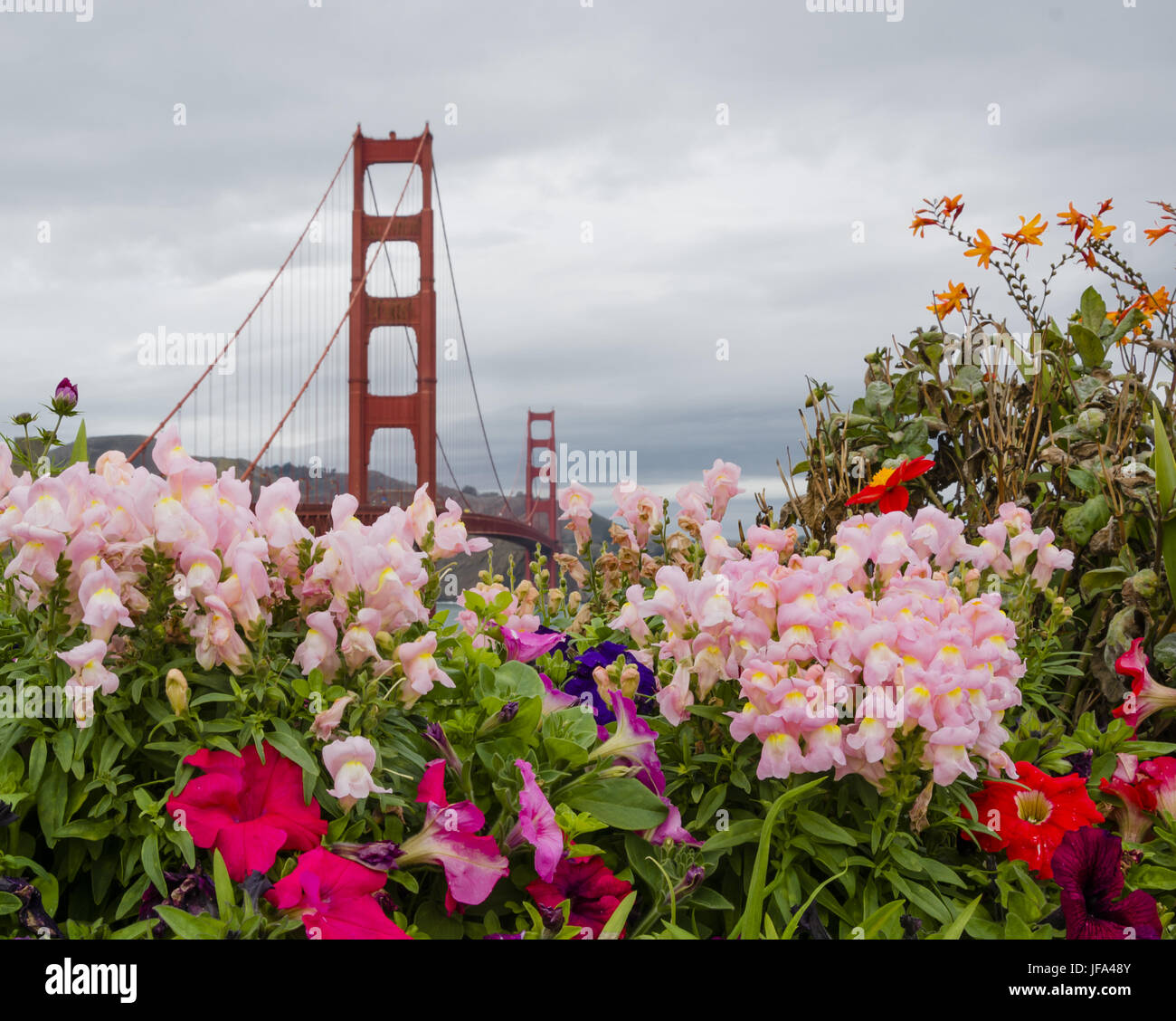 Golden Gate Bridge and flowers Stock Photo - Alamy