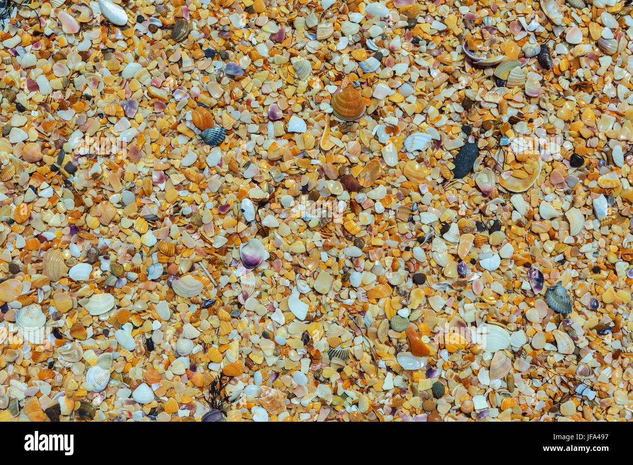 Shell beaches on the Black Sea coast Stock Photo - Alamy