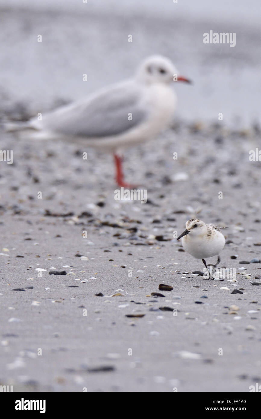 Sanderling autumn hi-res stock photography and images - Alamy