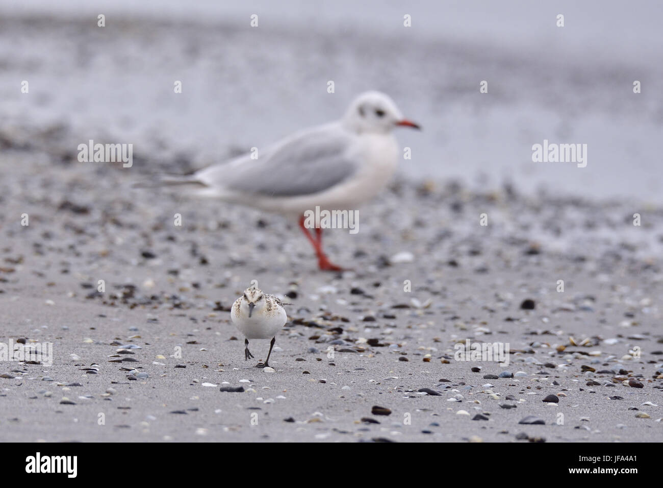 Sanderling autumn hi-res stock photography and images - Alamy