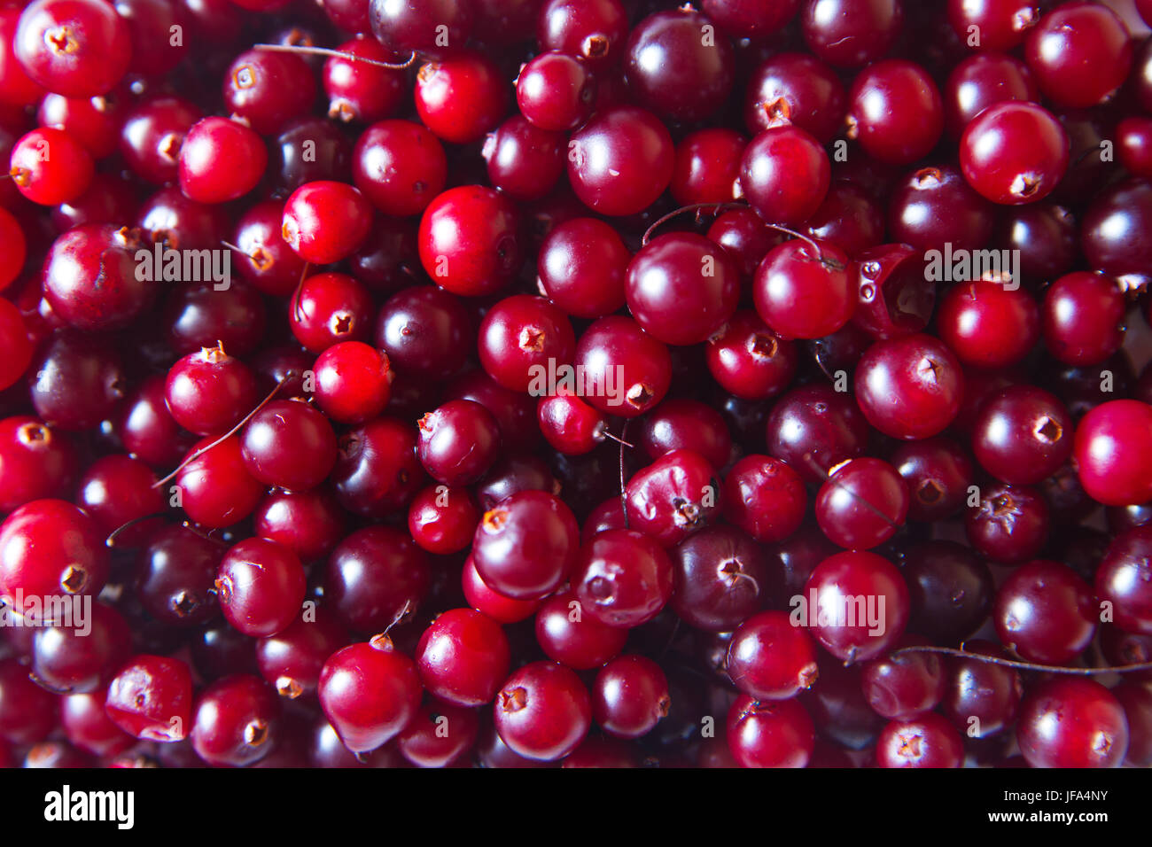 Collect berries hi-res stock photography and images - Alamy