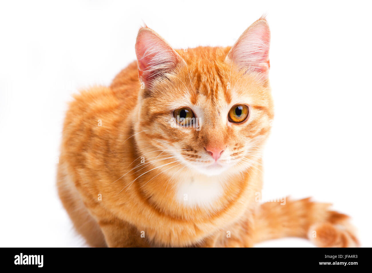 Cat studio portrait hi-res stock photography and images - Alamy