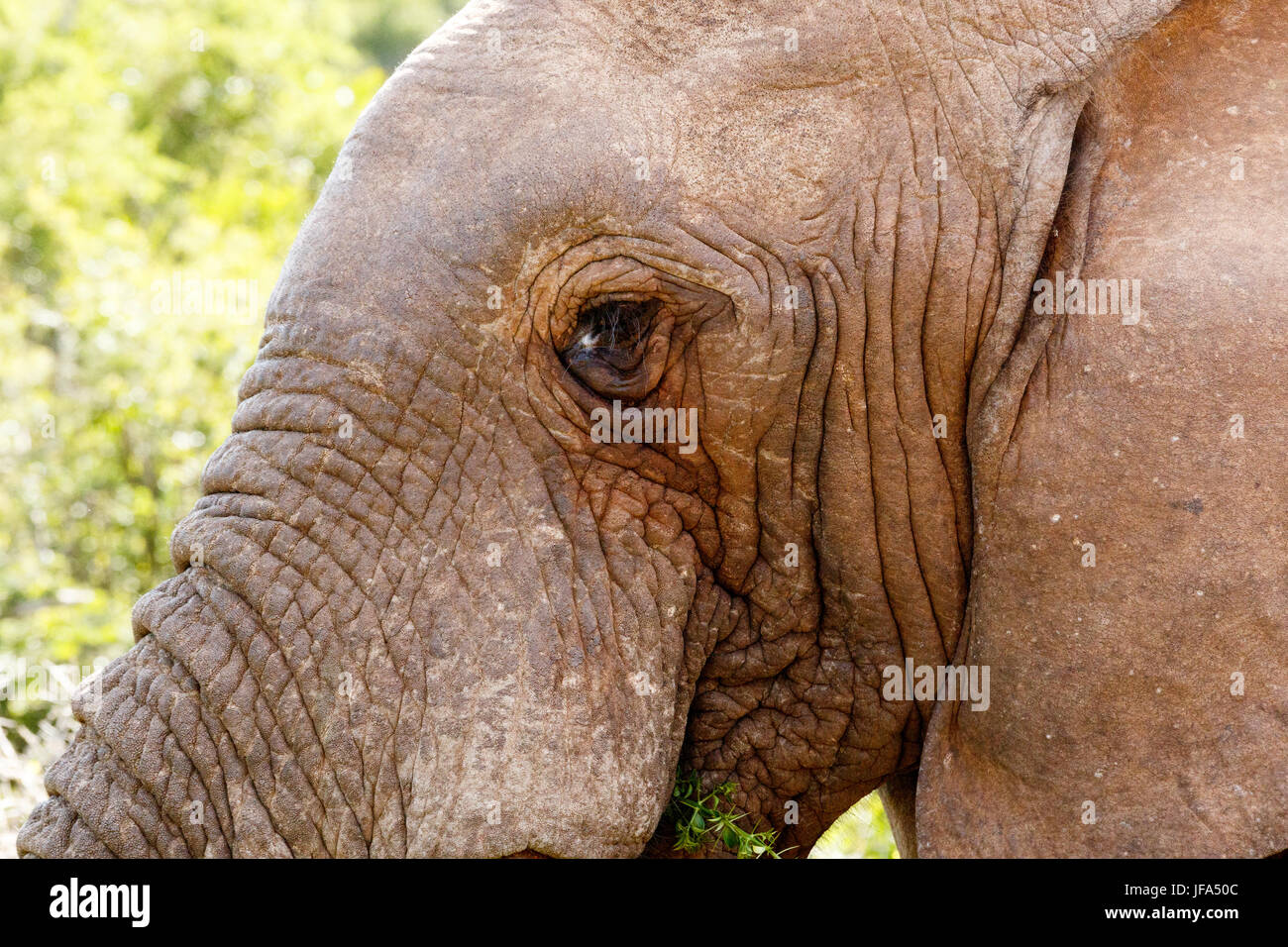 Elephant eating a leaf Stock Photo - Alamy