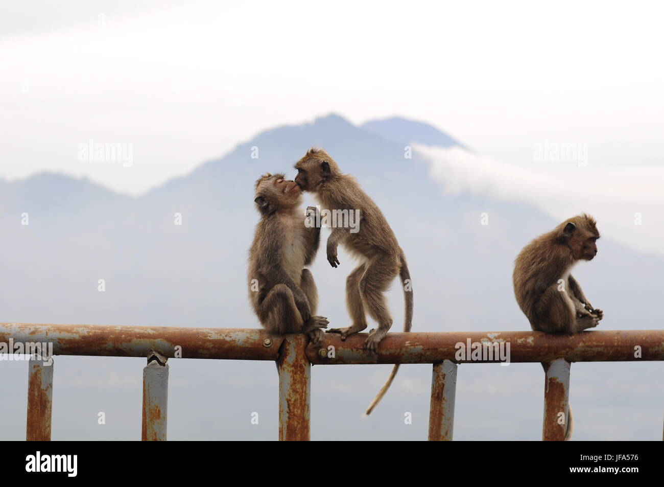 Jealous hi-res stock photography and images - Alamy