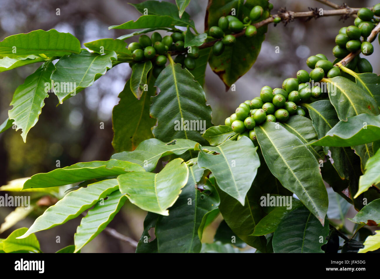 coffee tree - unripe fruits Stock Photo - Alamy