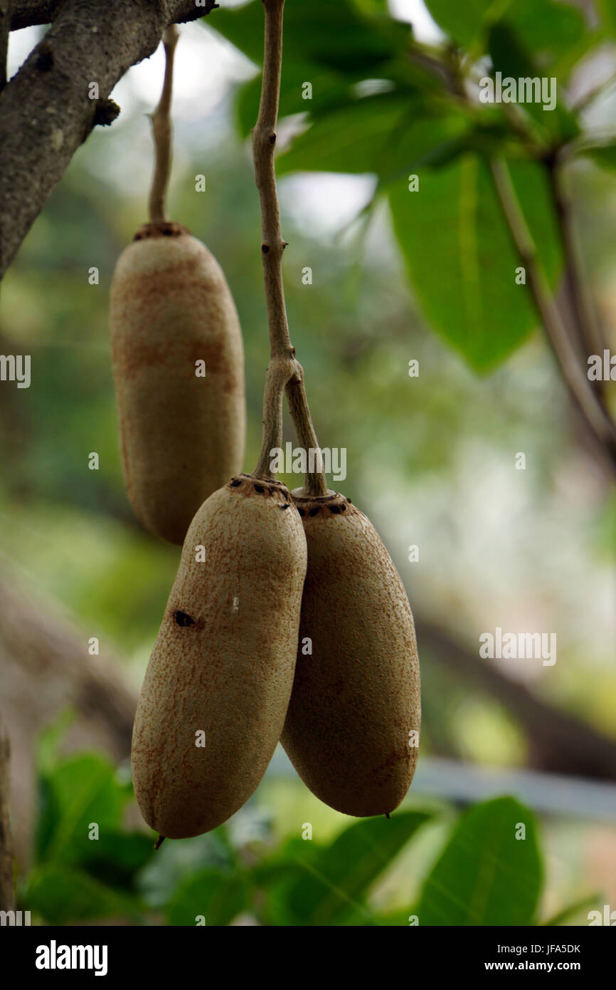 Leberwurstbaum Frucht Essbar