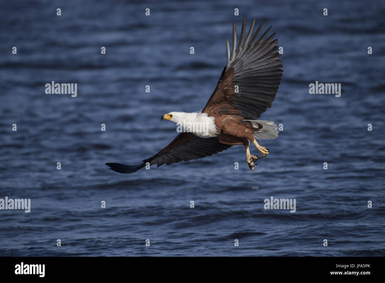 African sea eagles hi-res stock photography and images - Alamy
