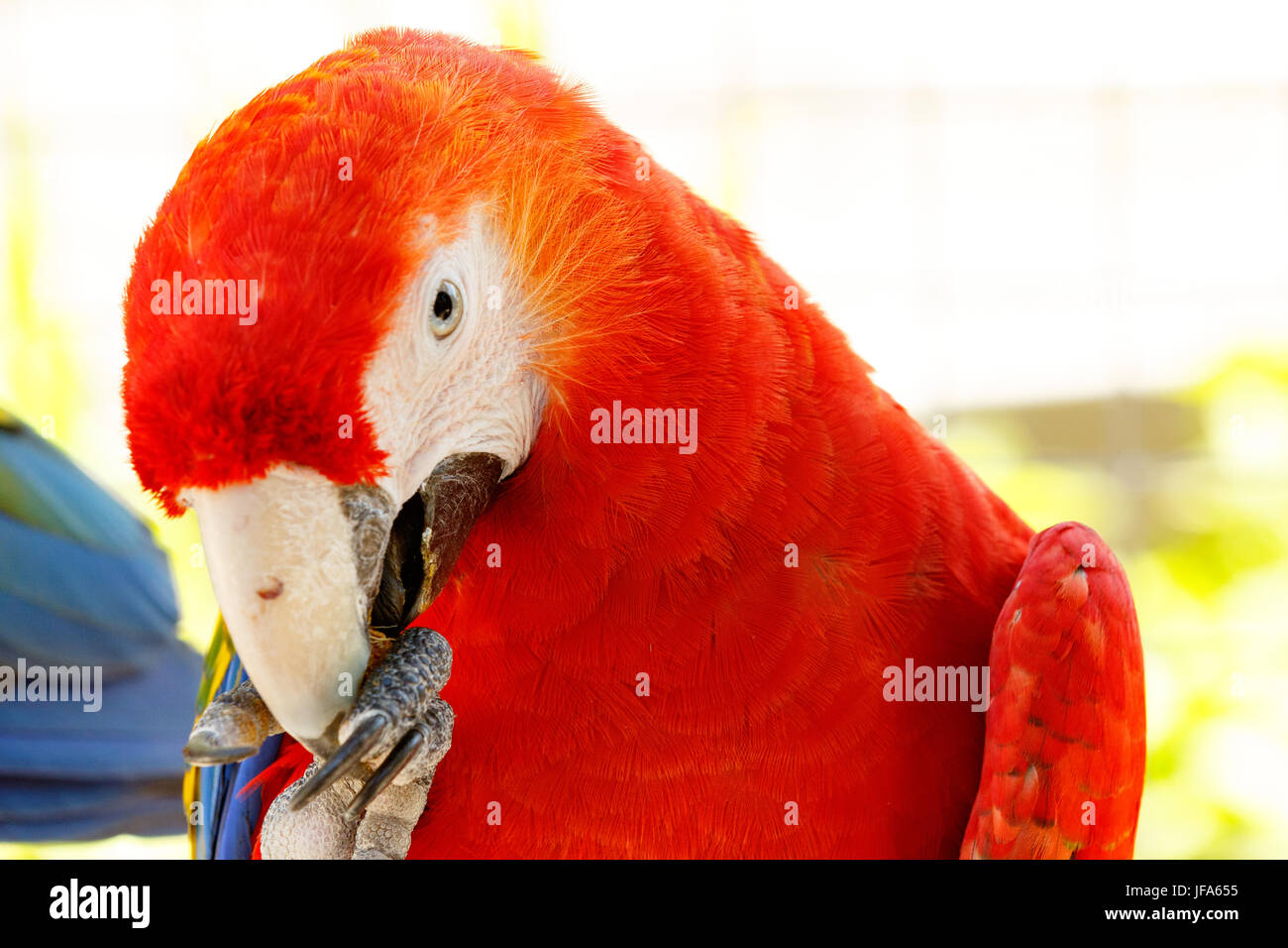 Red parrot eating a nut Stock Photo - Alamy
