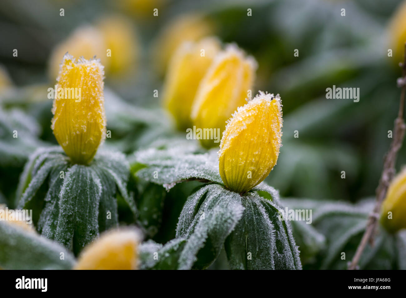 Cool weather flowers hi-res stock photography and images - Alamy
