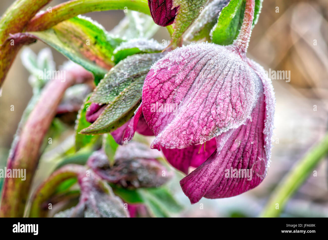 Cold country flower hi-res stock photography and images - Alamy