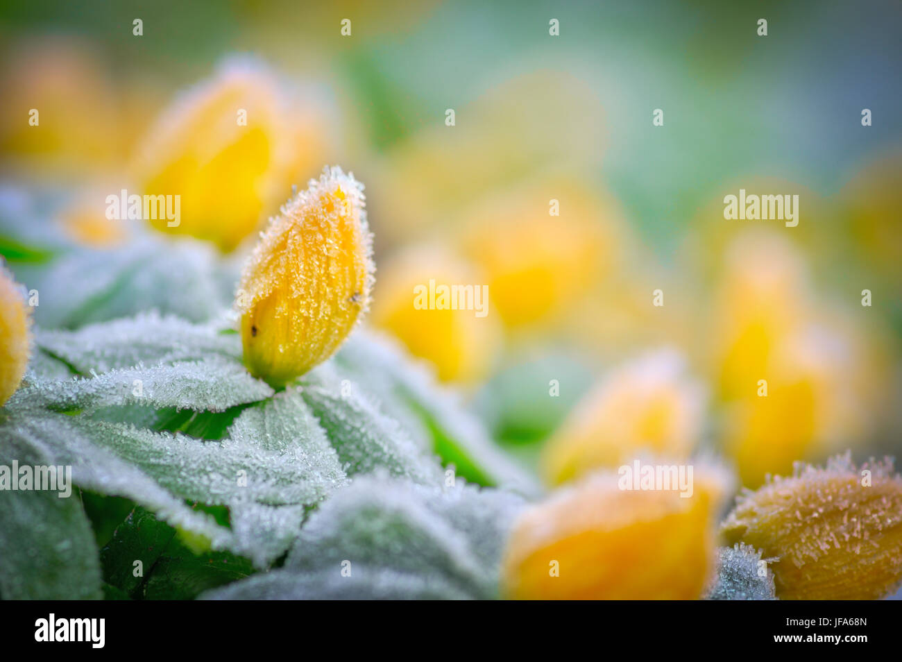 Icy flower hi-res stock photography and images - Alamy