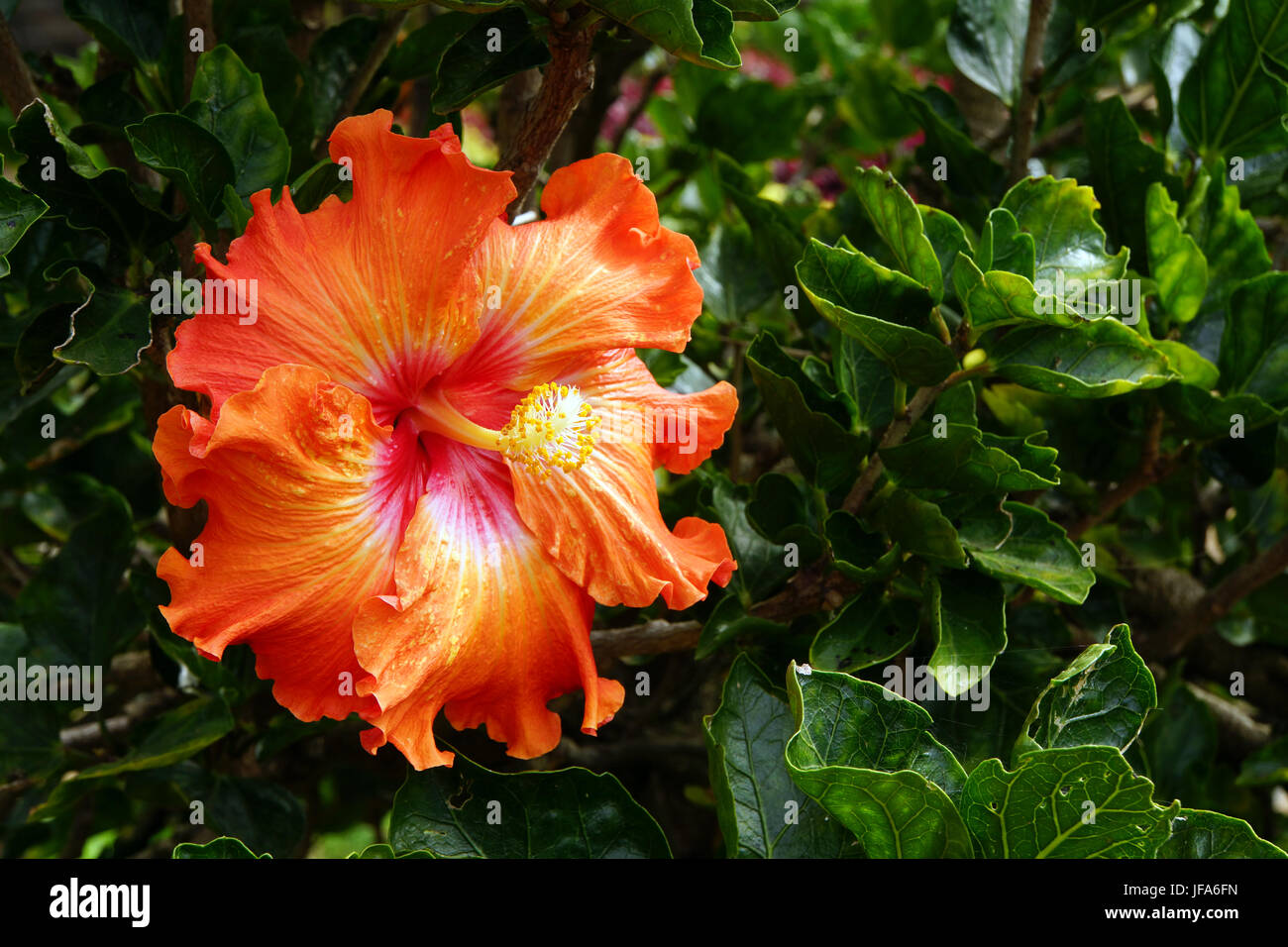 Hibiskus orange hi-res stock photography and images - Alamy