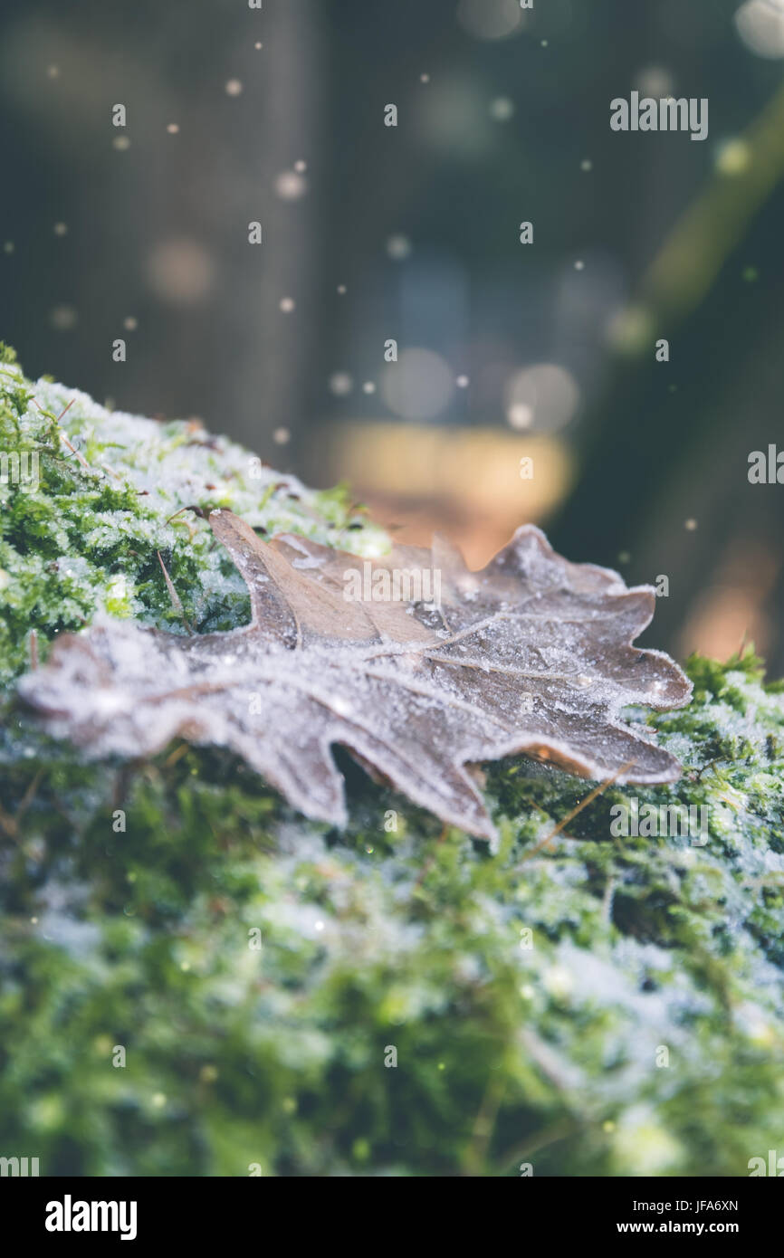 Frozen oak hi-res stock photography and images - Alamy