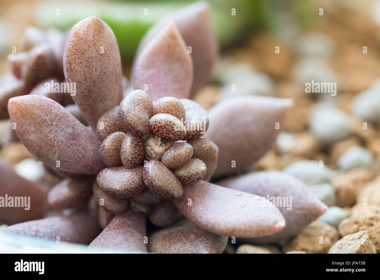 Plant closeup hi-res stock photography and images - Alamy