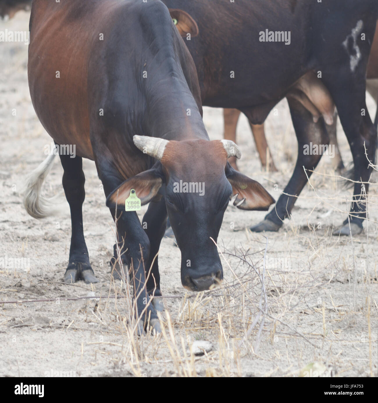 cows in Africa Stock Photo - Alamy