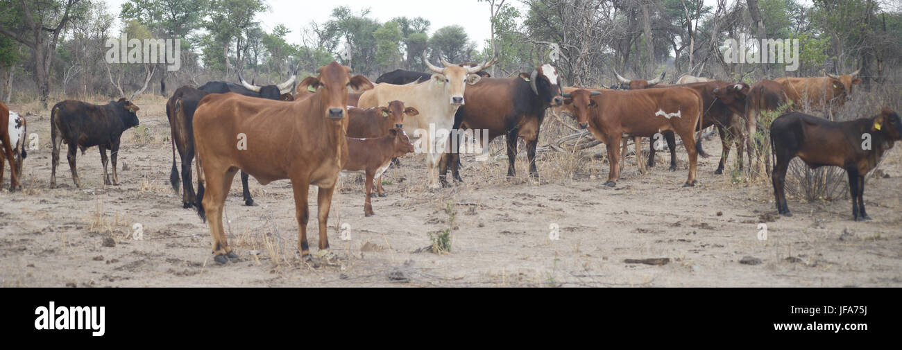 cows in Africa Stock Photo - Alamy