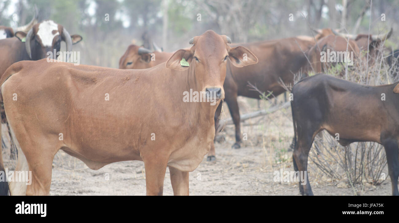 cows in Africa Stock Photo - Alamy