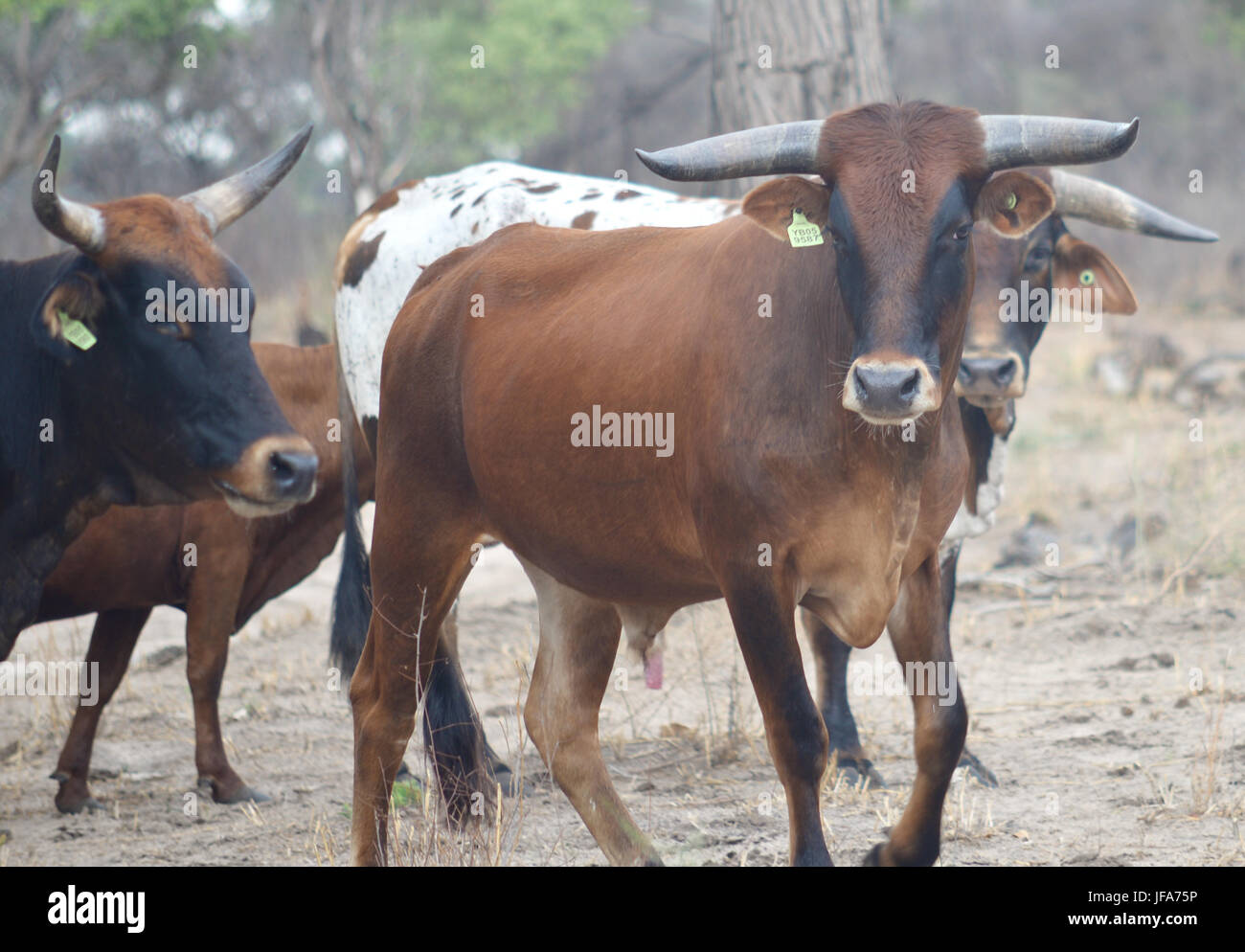 cows in Africa Stock Photo - Alamy